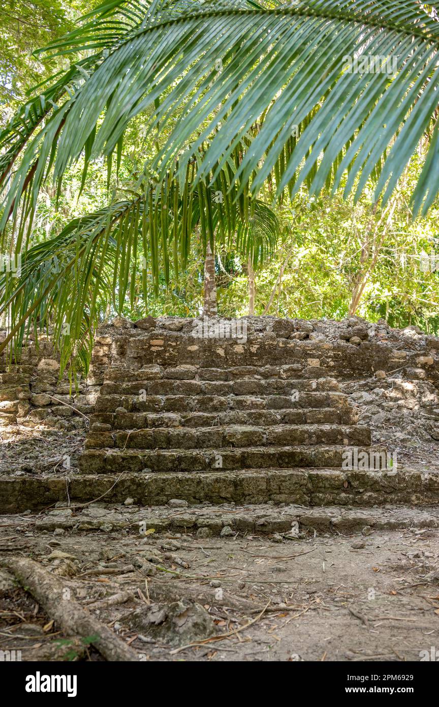 Ancient mayan ruins of Chacchoben in the jungle near the cruise ...