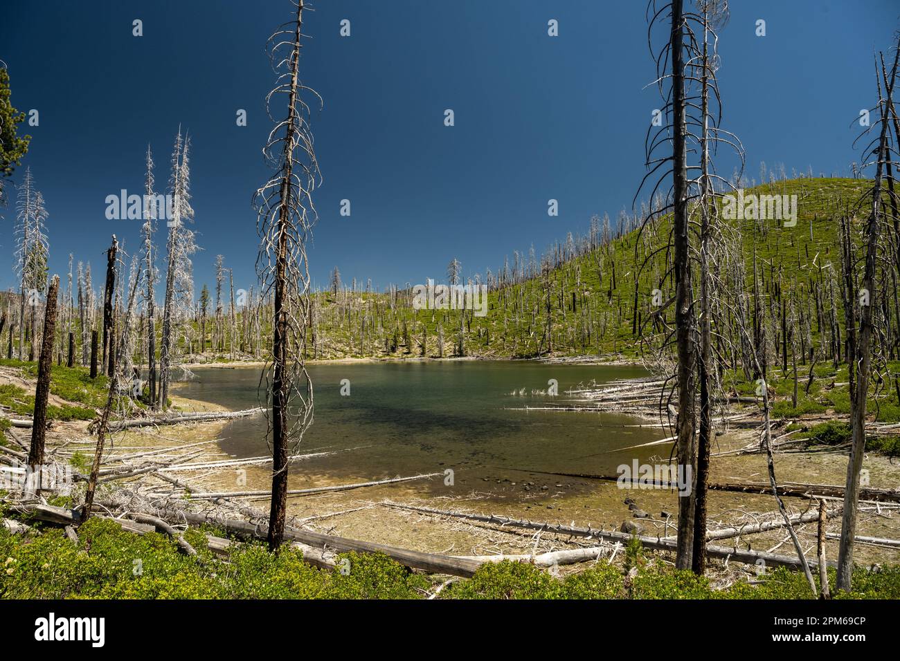 Dried Dead Trees Surround Cluster Lakes in Lassen Volcanic National ...