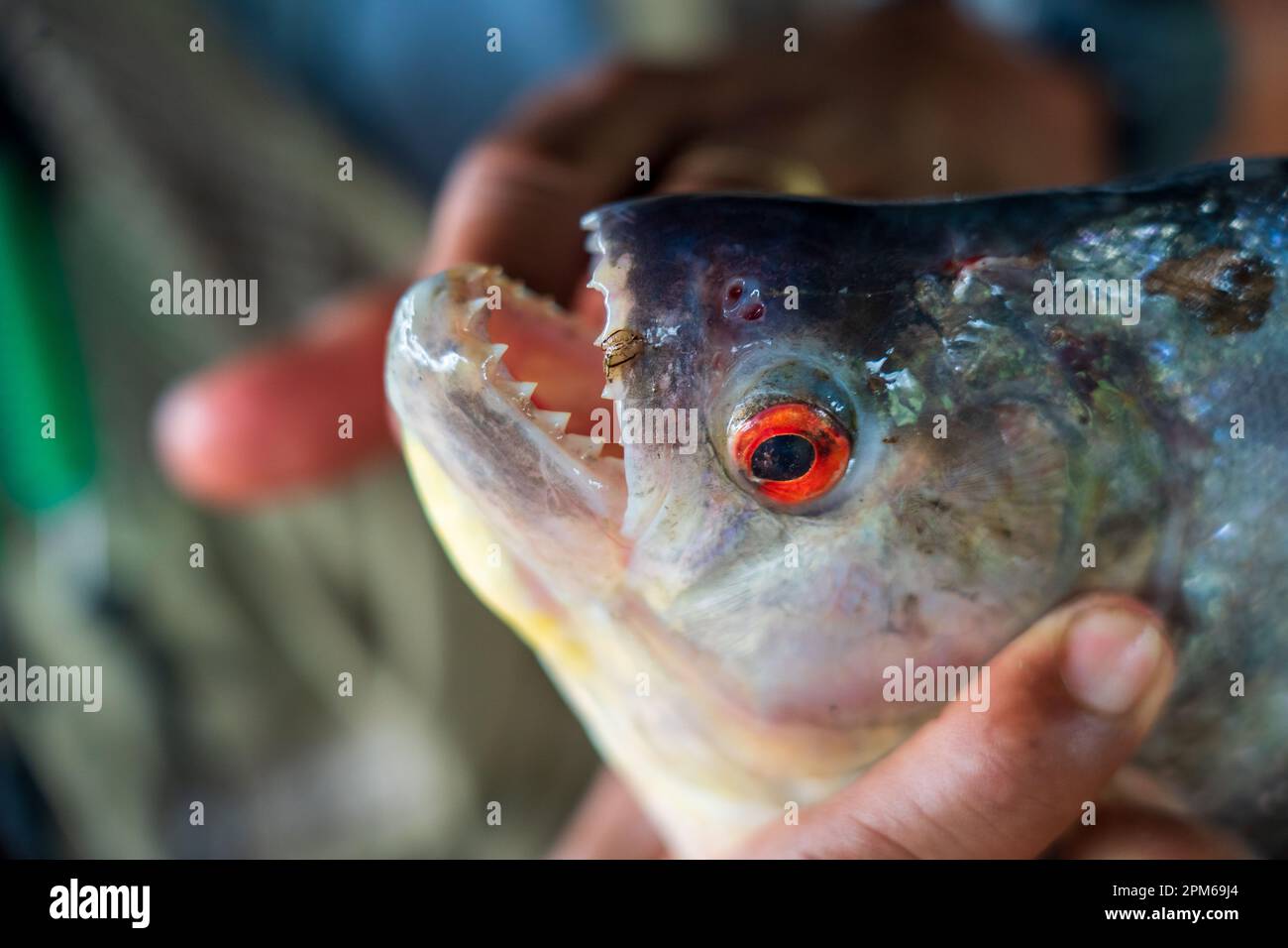 Redeye piranha (Serrasalmus rhombeus) with razor-sharp teeth Stock ... Redeye piranha (Serrasalmus rhombeus) with razor-sharp teeth Stock ...