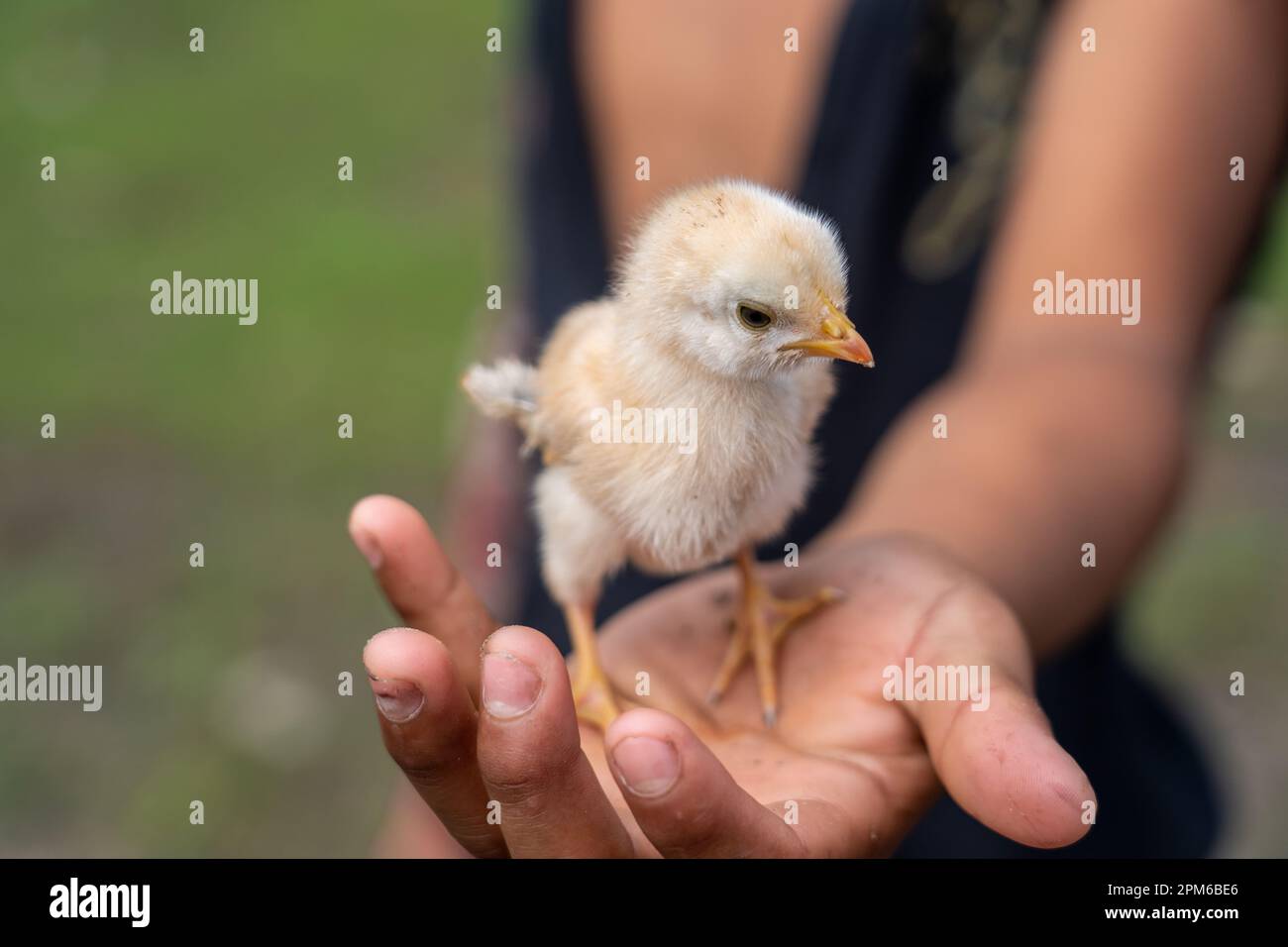Free bird hands hi-res stock photography and images - Alamy