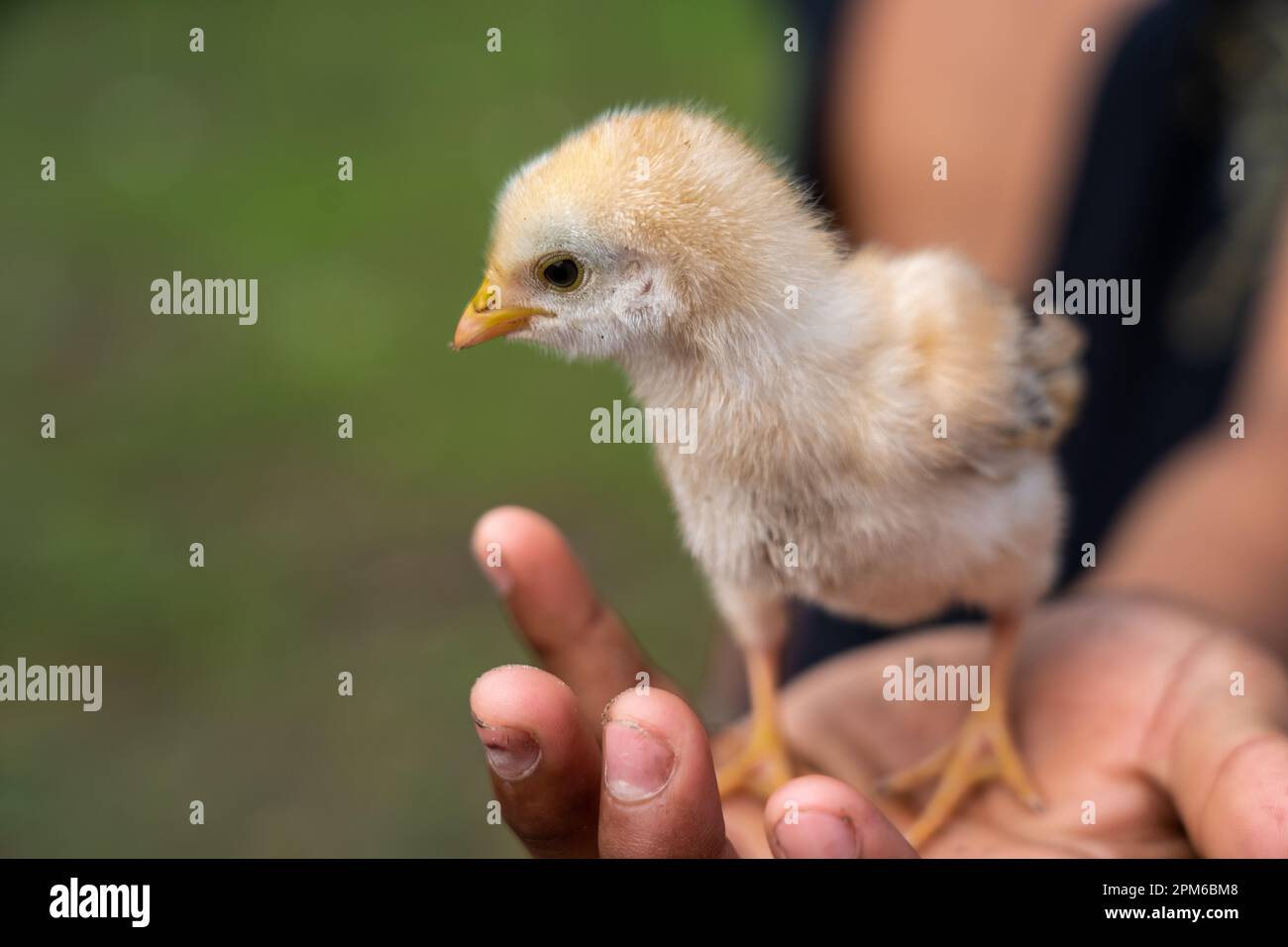 Baby in basin hi-res stock photography and images - Alamy