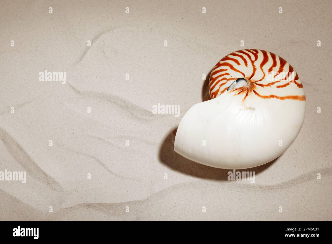 Nautilus shell on sand, top view. Space for text Stock Photo - Alamy
