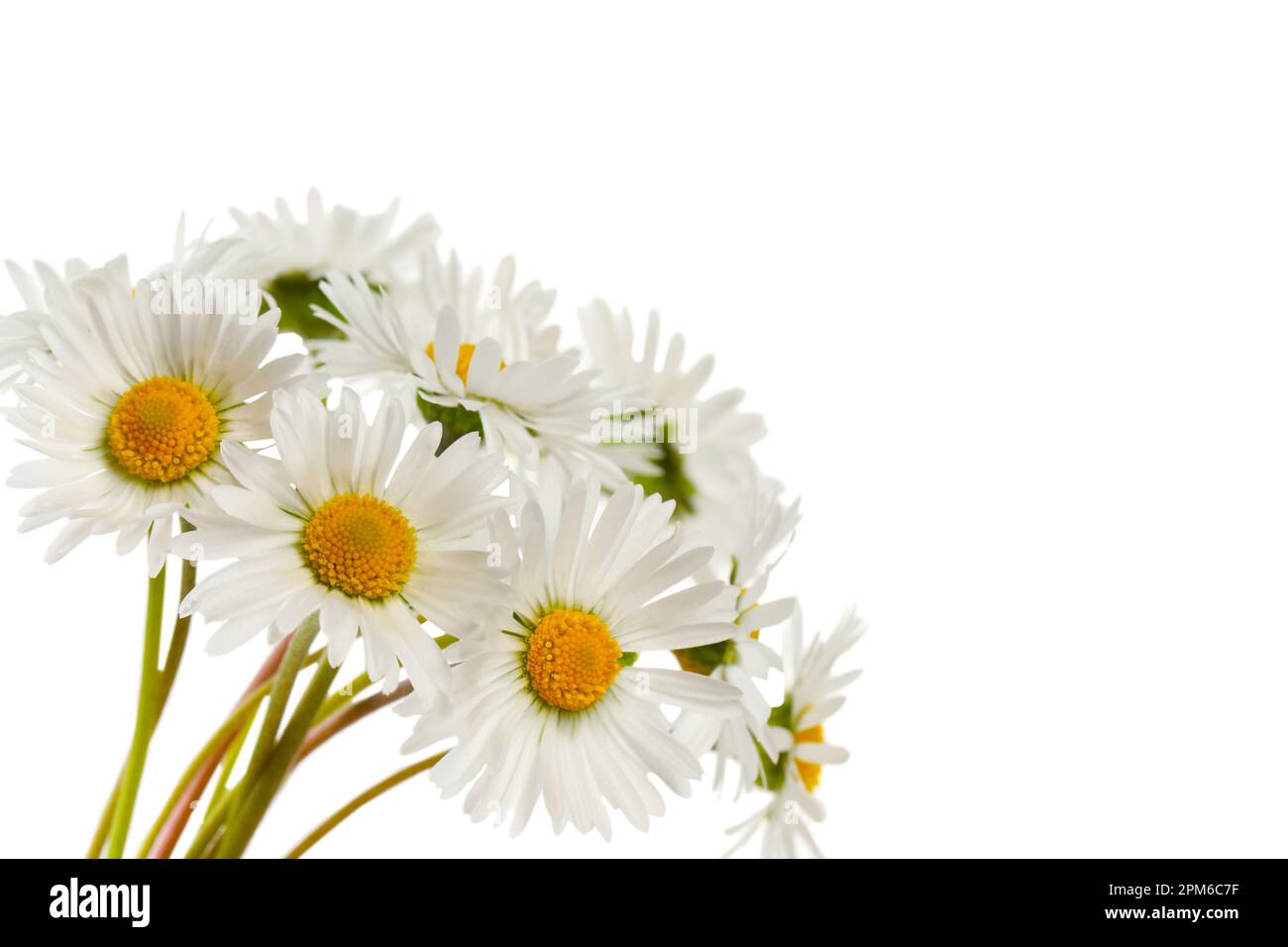 Bunch of beautiful daisy flowers on white background Stock Photo - Alamy