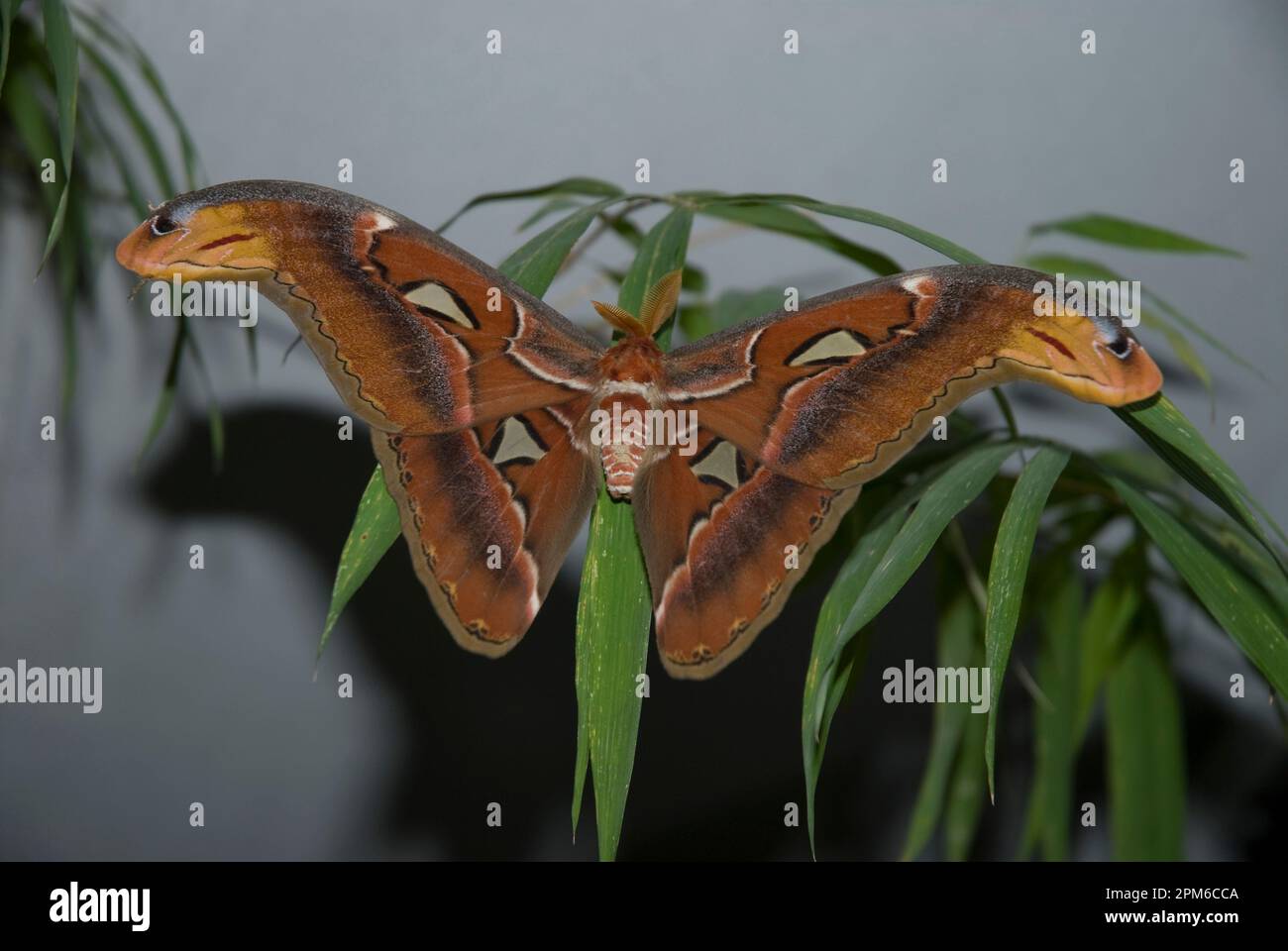 Giant Atlas Moth, Attacus atlas, with forewing which resembles a snake ...