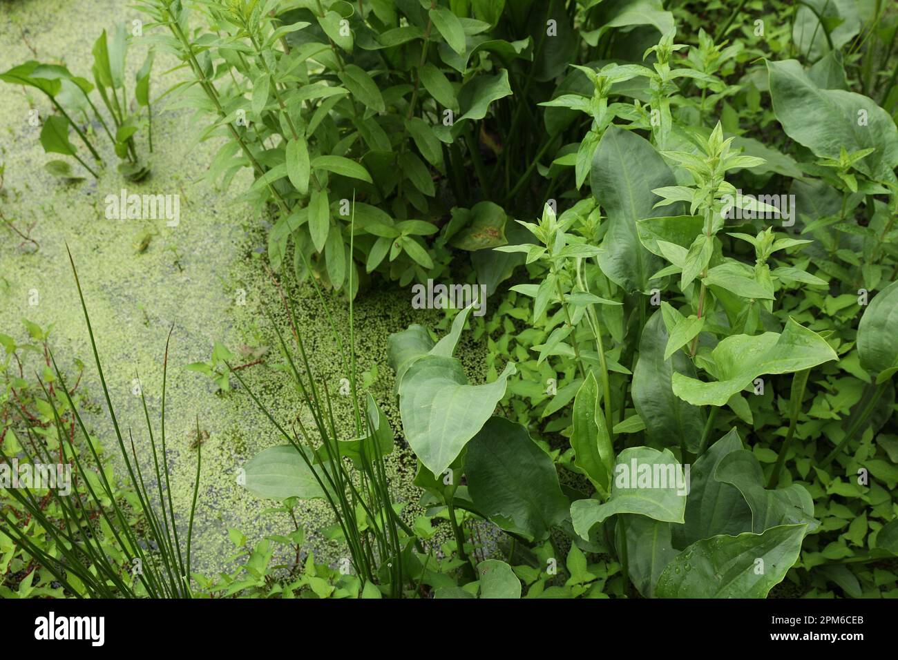 Different swamp flora hi-res stock photography and images - Alamy