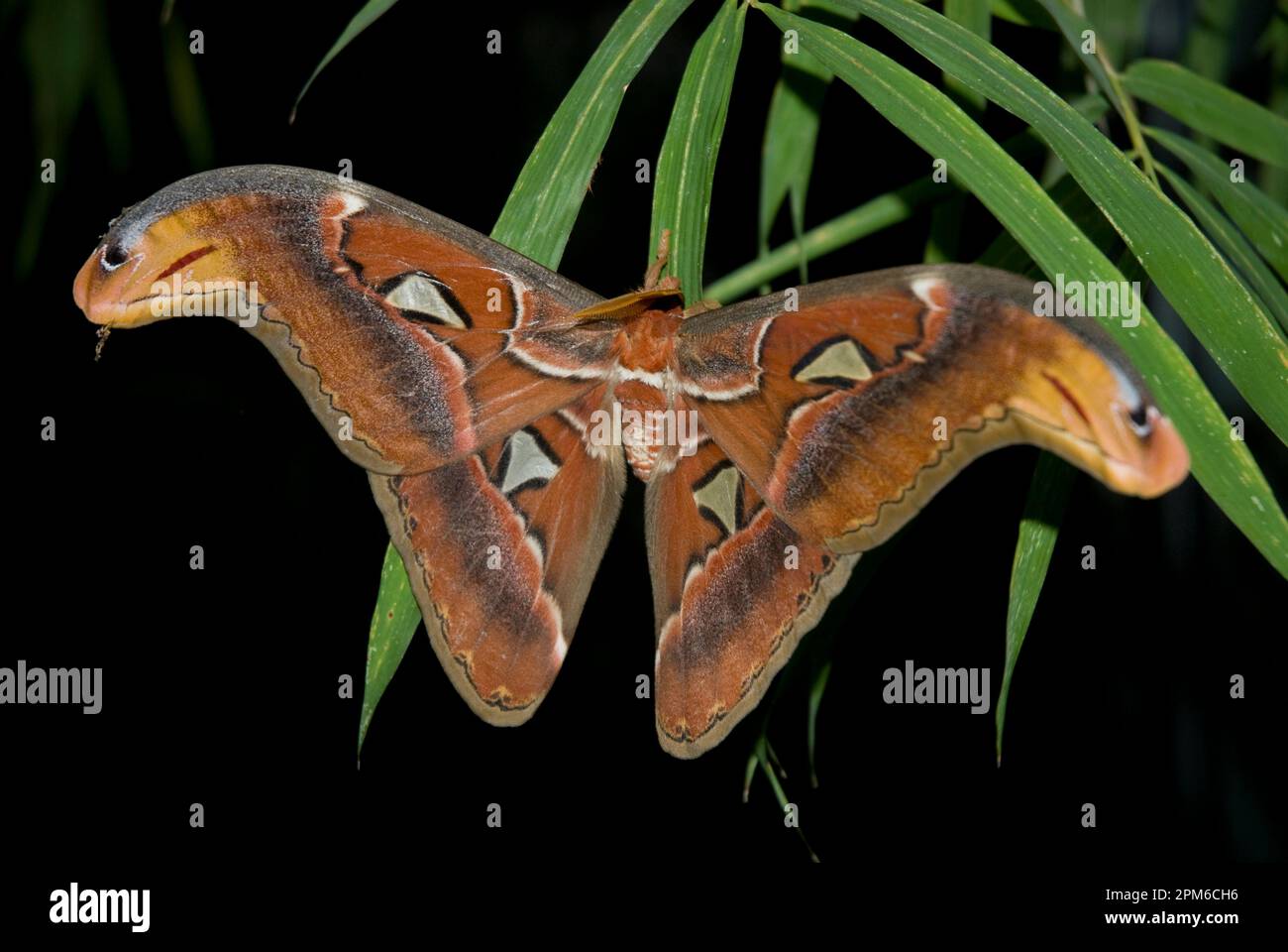 Giant Atlas Moth, Attacus atlas, with forewing which resembles a snake ...