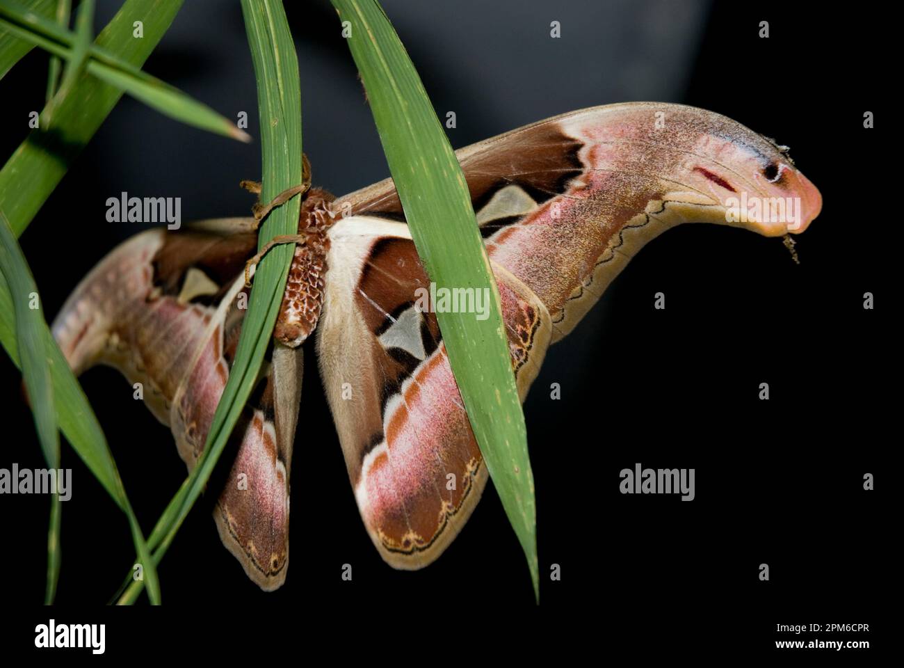 Giant Atlas Moth, Attacus atlas, with forewing which resembles a snake ...