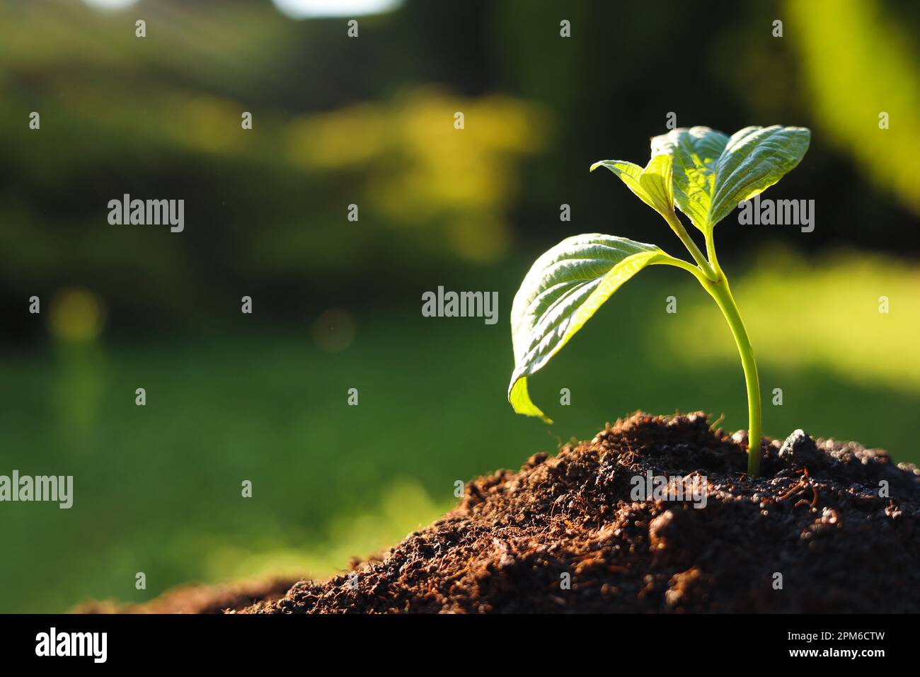 Beautiful green seedling in soil outdoors, closeup with space for text ...