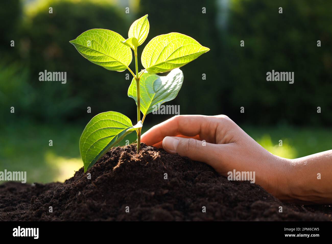 Woman planting tree seedling in soil outdoors, closeup Stock Photo - Alamy