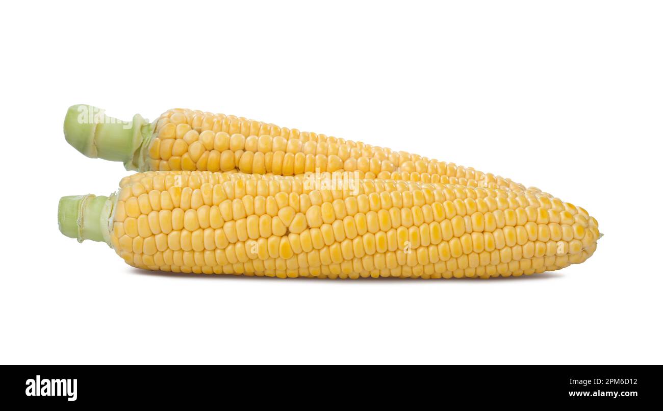 Sweetcorn cobs harvest Cut Out Stock Images & Pictures - Alamy