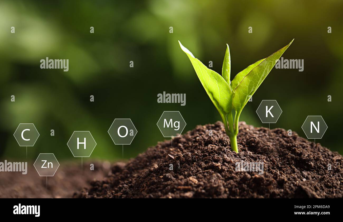 Illustration of chemical elements. Young plant growing in soil outdoors ...