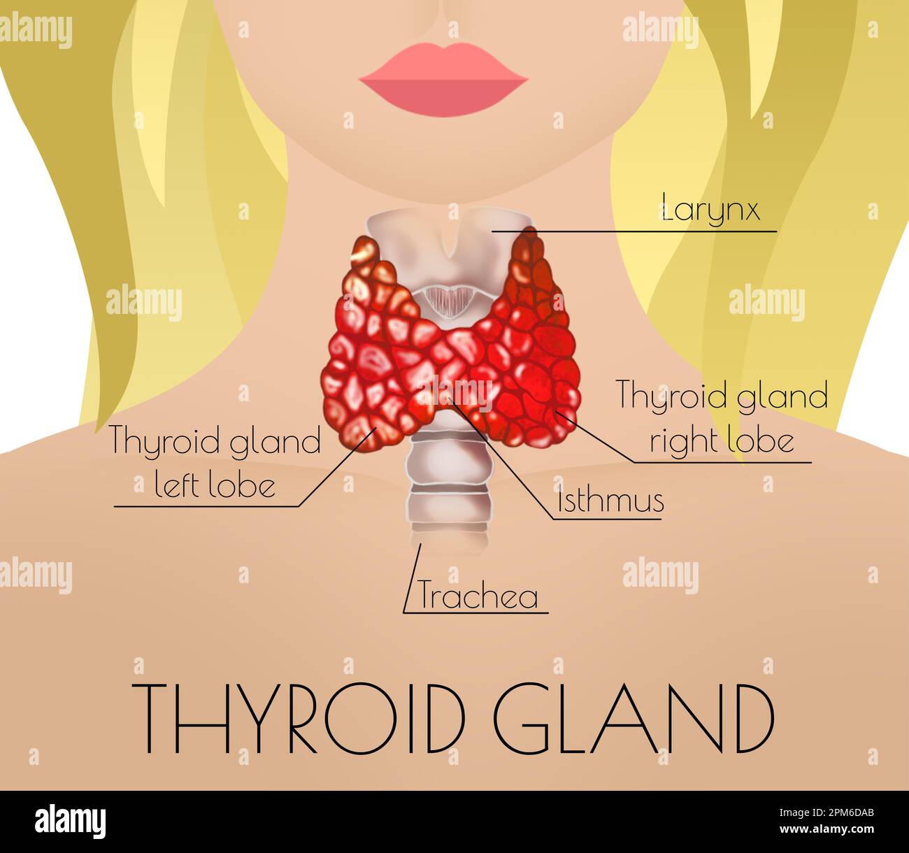 Illustration of human thyroid gland on light background Stock Photo - Alamy