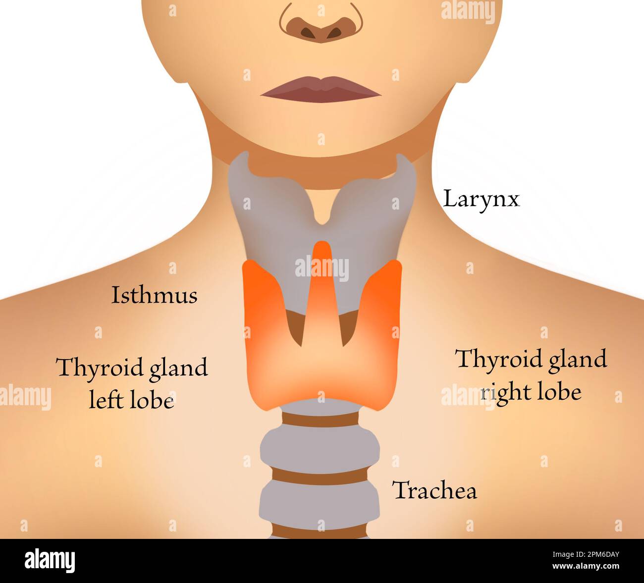 Illustration of human thyroid gland on white background Stock Photo - Alamy Illustration of human thyroid gland on white background Stock Photo - Alamy