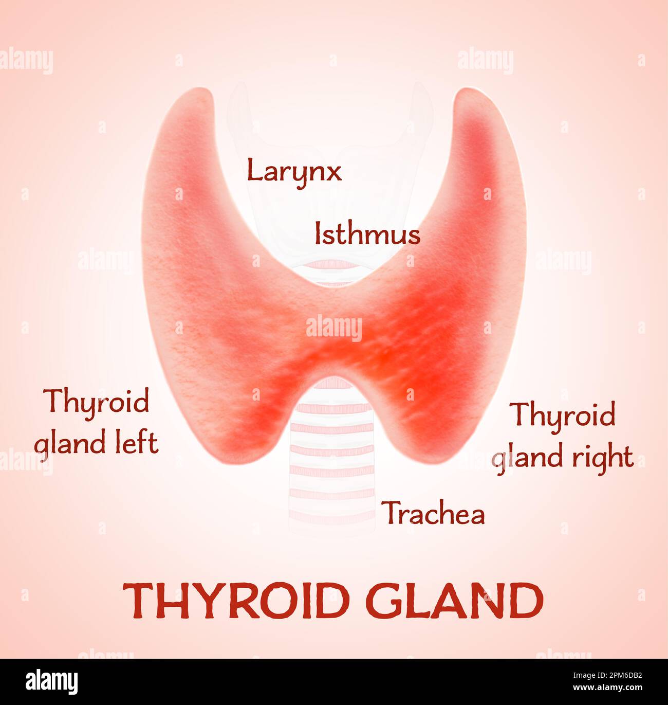 Human Thyroid Gland Diagram