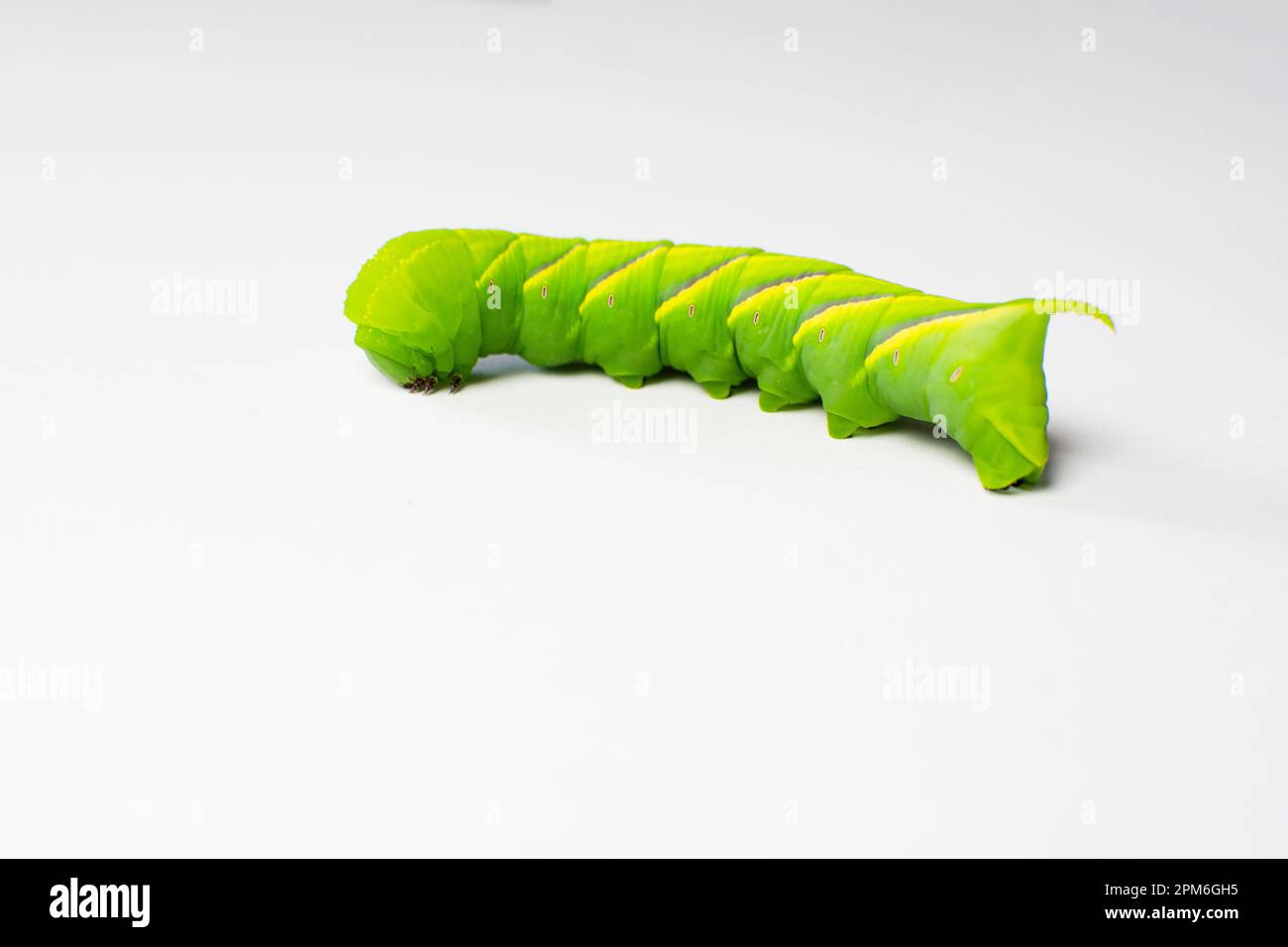 Green lumpy caterpillar isolated on the white background. Tomato ...