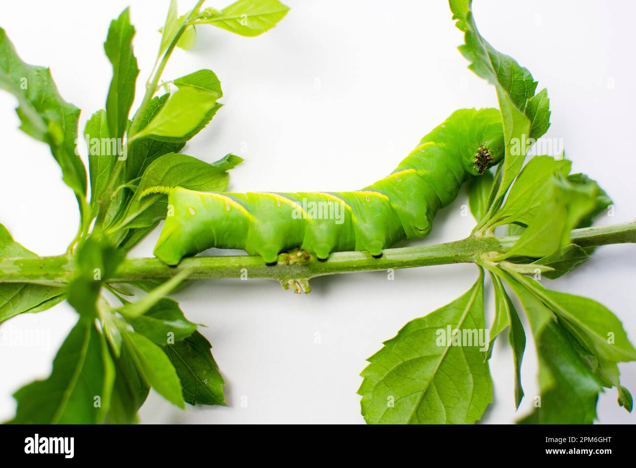 Tomato hornworm hi-res stock photography and images - Alamy