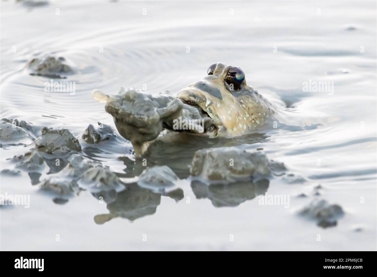 A mudskipper spit muddy balls as barrier around his burrow when digs ...