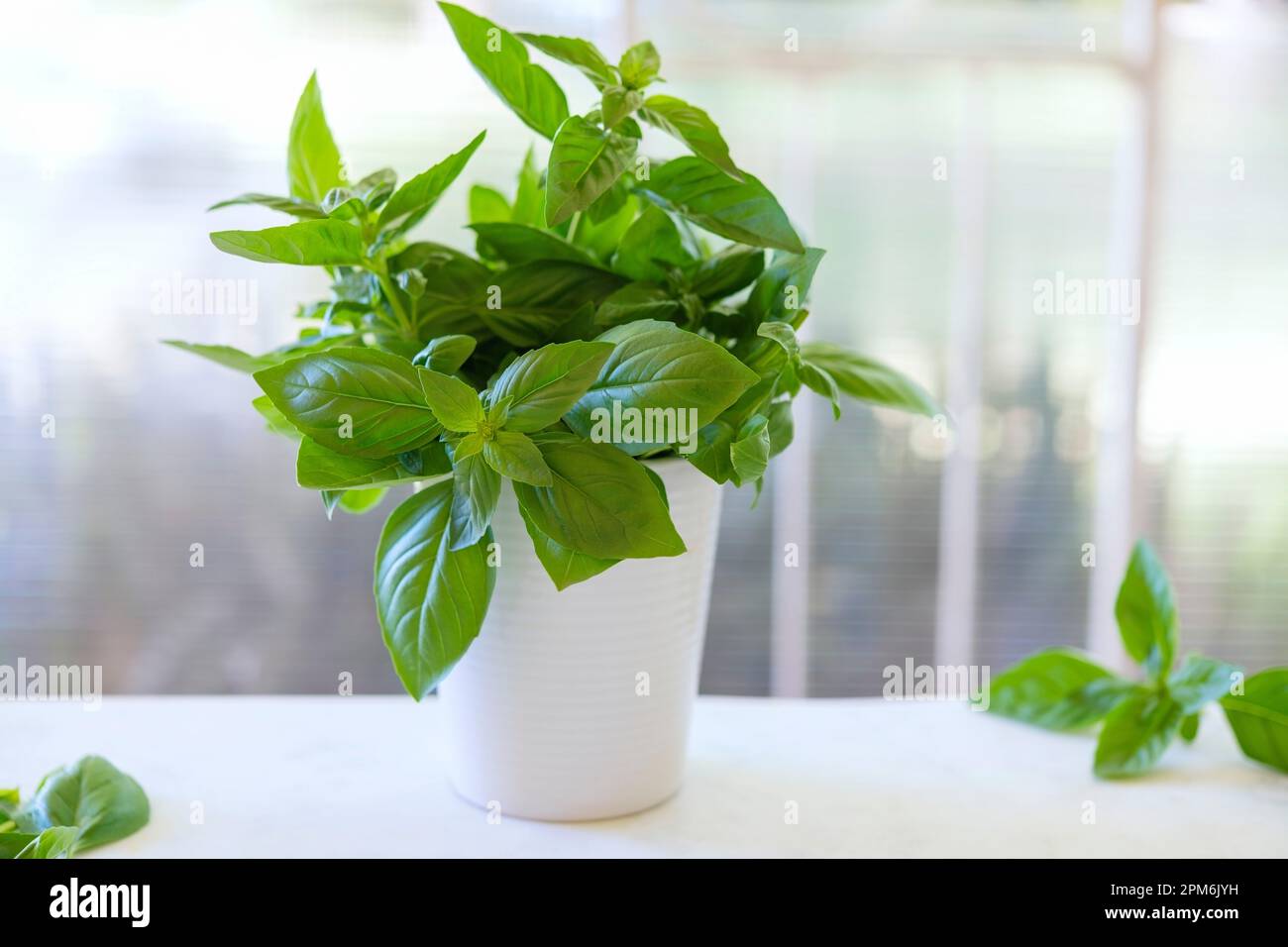 A bunch of fresh basil in a pot by a window Stock Photo - Alamy
