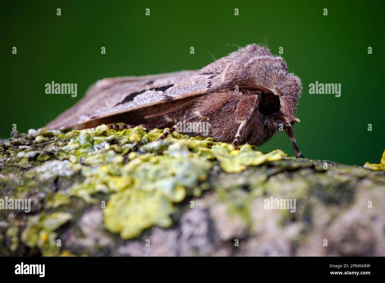 Hebrew character moth Stock Photo - Alamy
