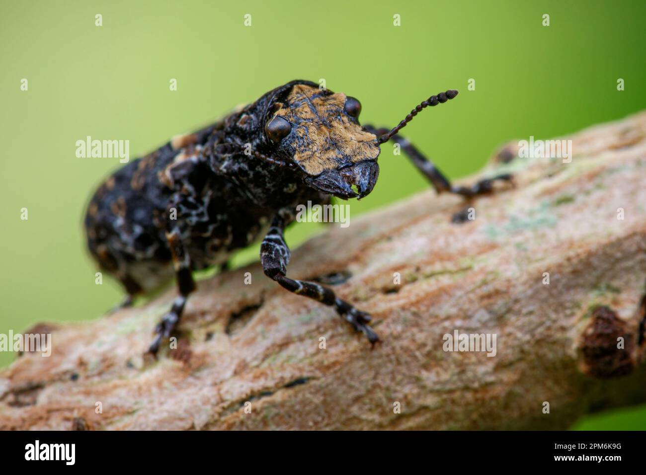 Cramp-ball fungus weevil Stock Photo - Alamy