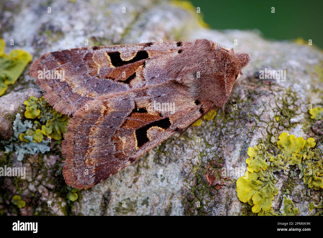Hebrew character moth Stock Photo - Alamy