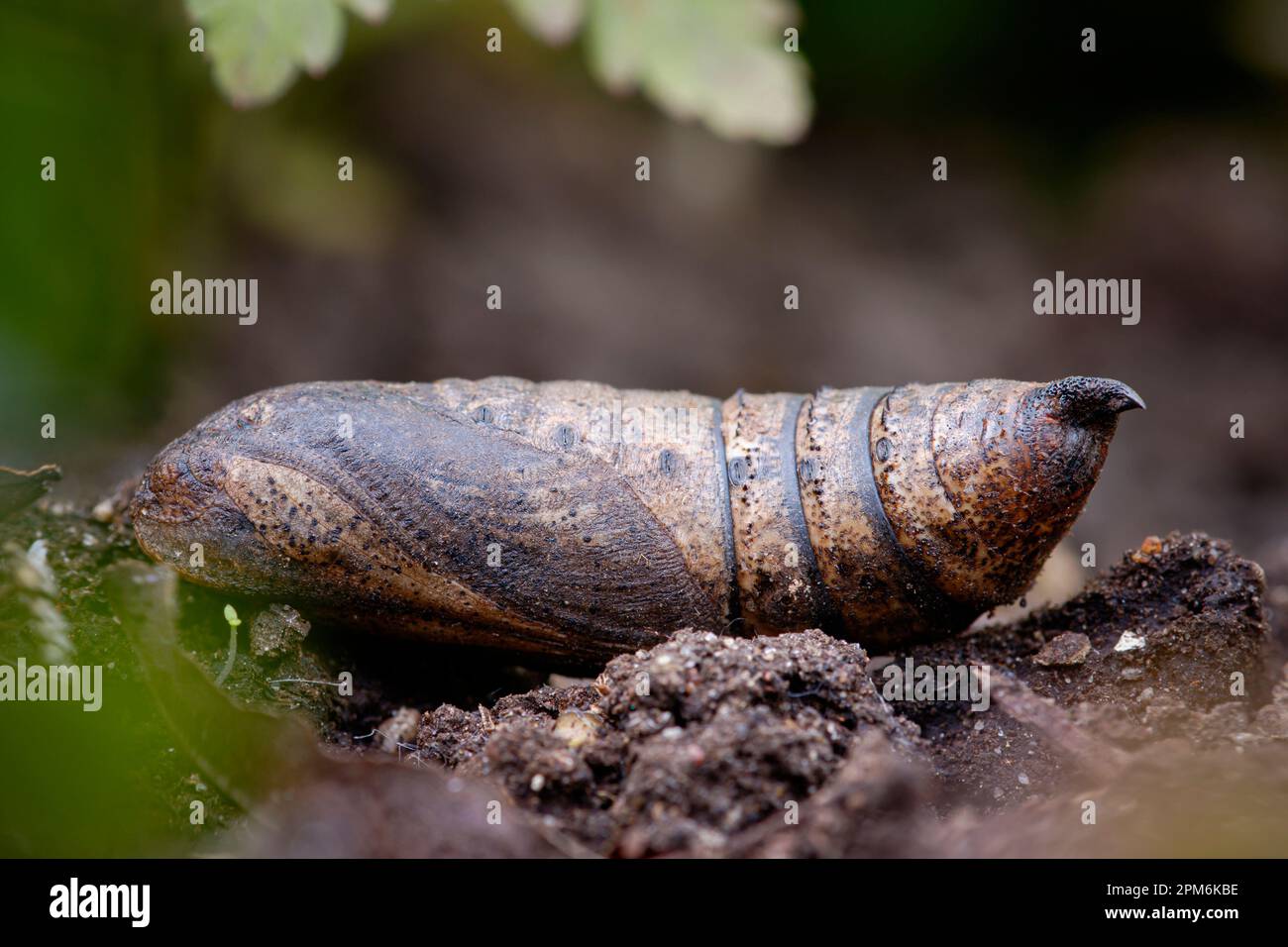 Poplar hawk-moth pupa Stock Photo - Alamy