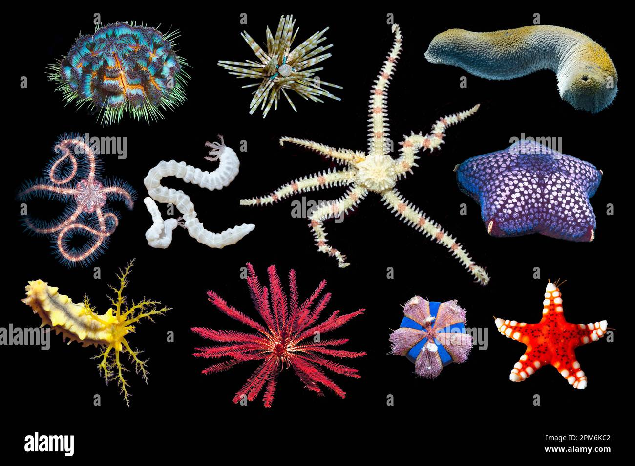 Various echinoderms, composite image Stock Photo - Alamy