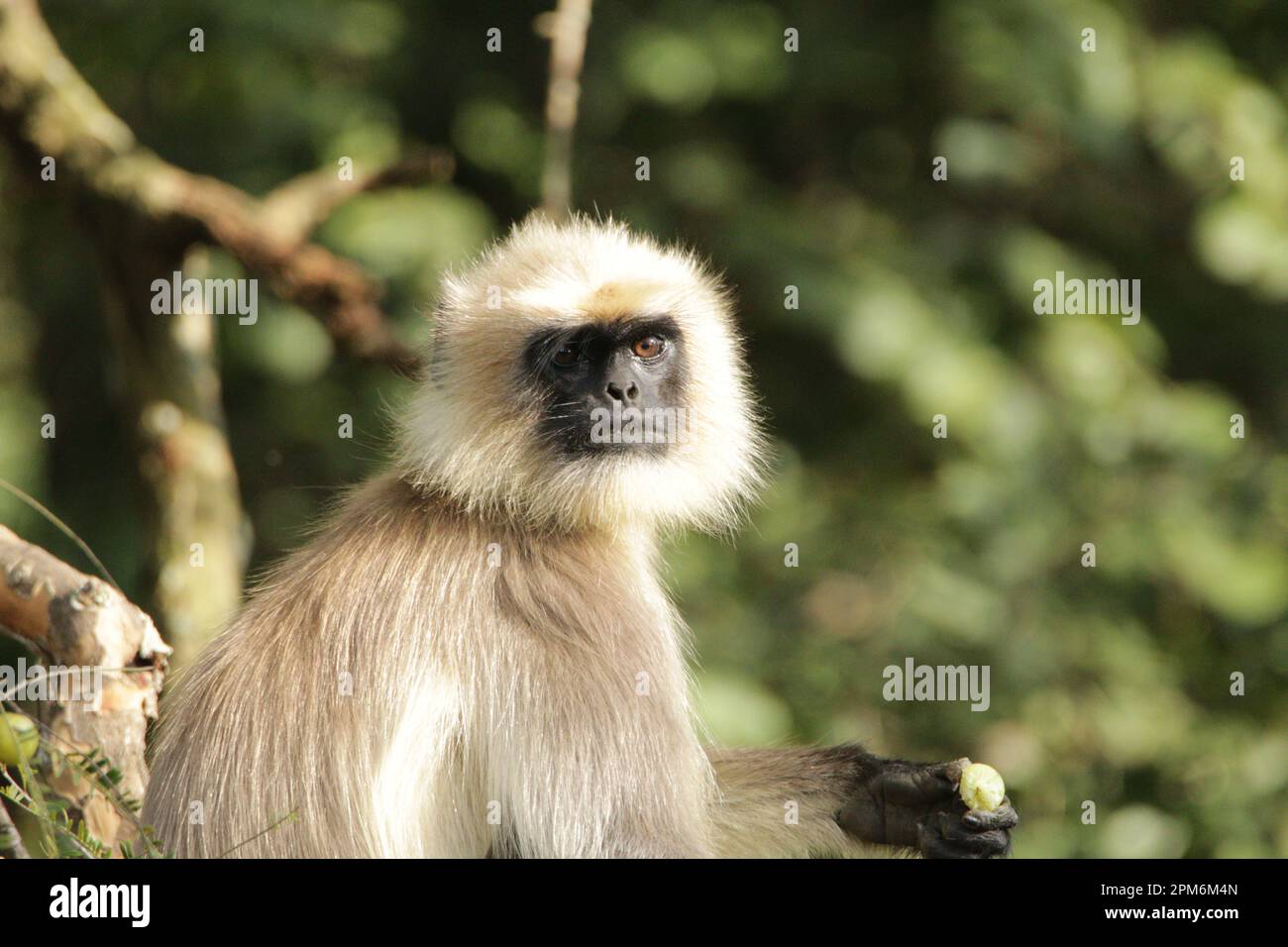 Macaques, Purple faced langur and Monkeys in the Wild in Sri Lanka ...