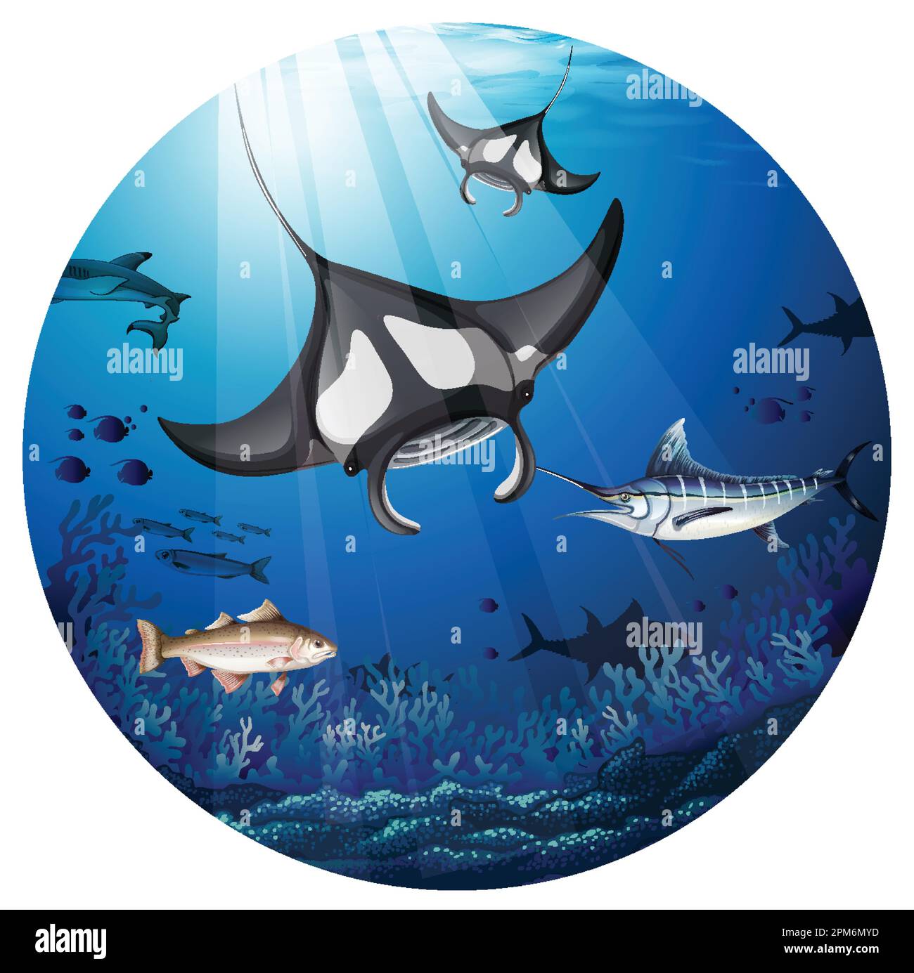Manta Ray Swimming in the Ocean illustration Stock Vector Image & Art ...