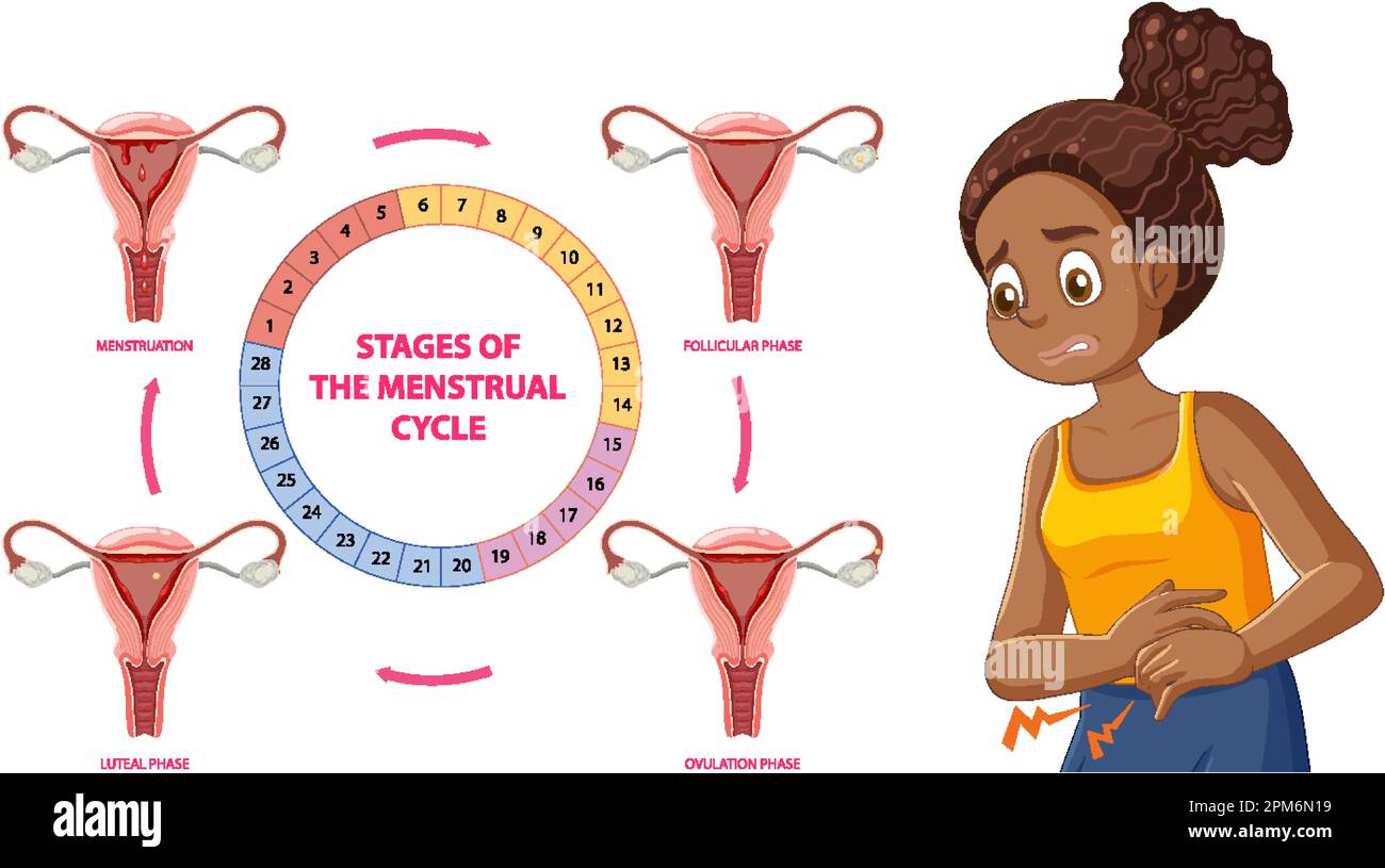 Stages of the Menstrual Cycle Concept illustration Stock Vector Image ...