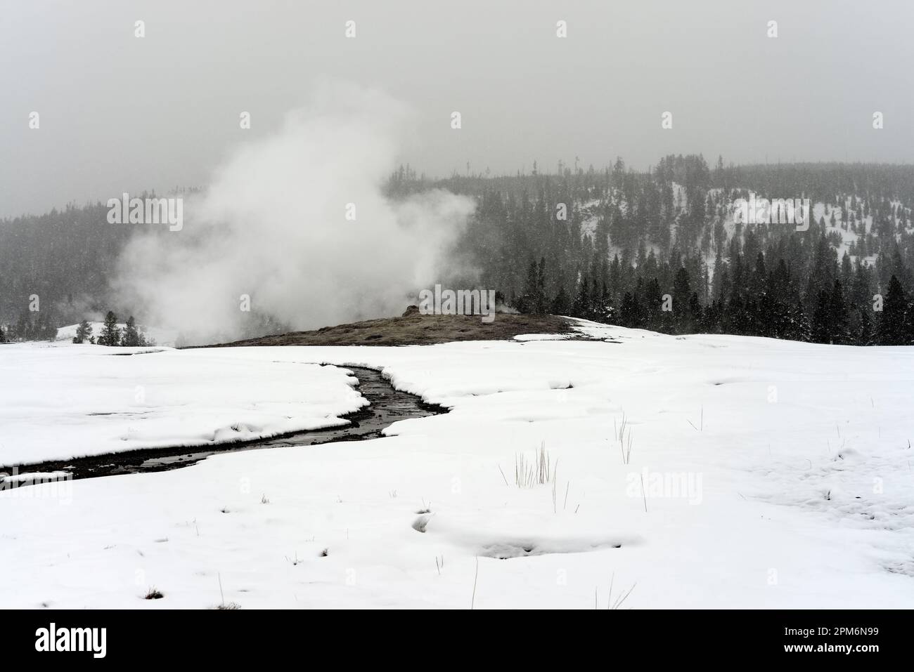 Old Faithful Geyser erupting in winter snow Stock Photo - Alamy