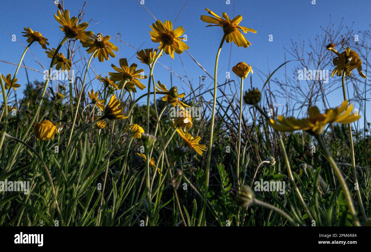 Argyle, Texas, USA. 11th Apr, 2023. 4/11/23 Argyle, Texas Texas ...