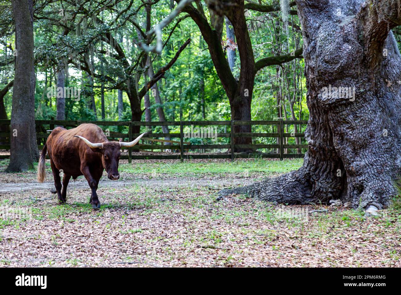 A longhorn bull at the Lowcountry Zoo at Brookgreen Gardens near ...