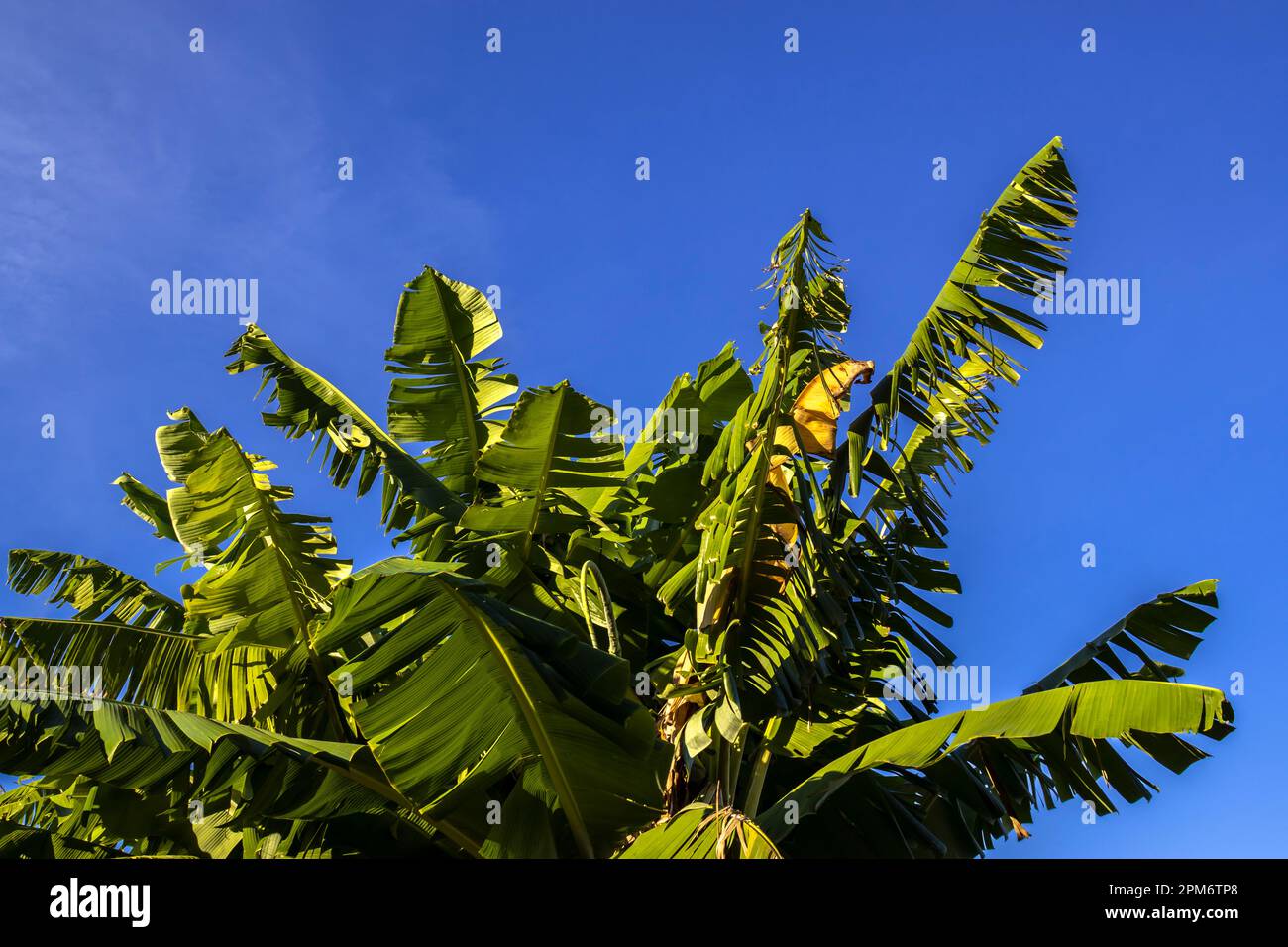 banana treee leaves with blue sky background in Brazil Stock Photo - Alamy