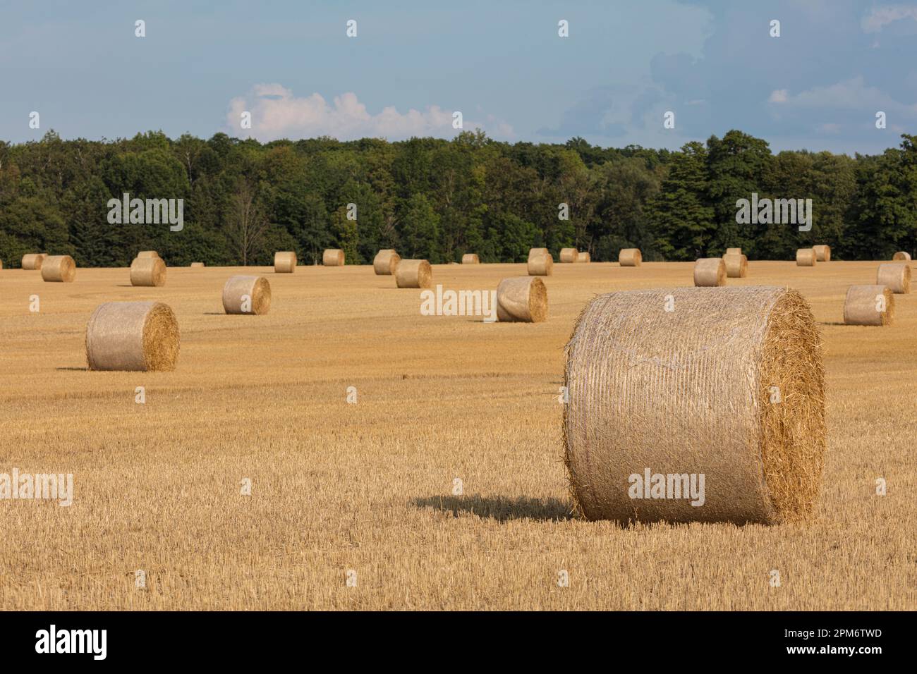August is the season for baling hay, as shown in this golden field in ...
