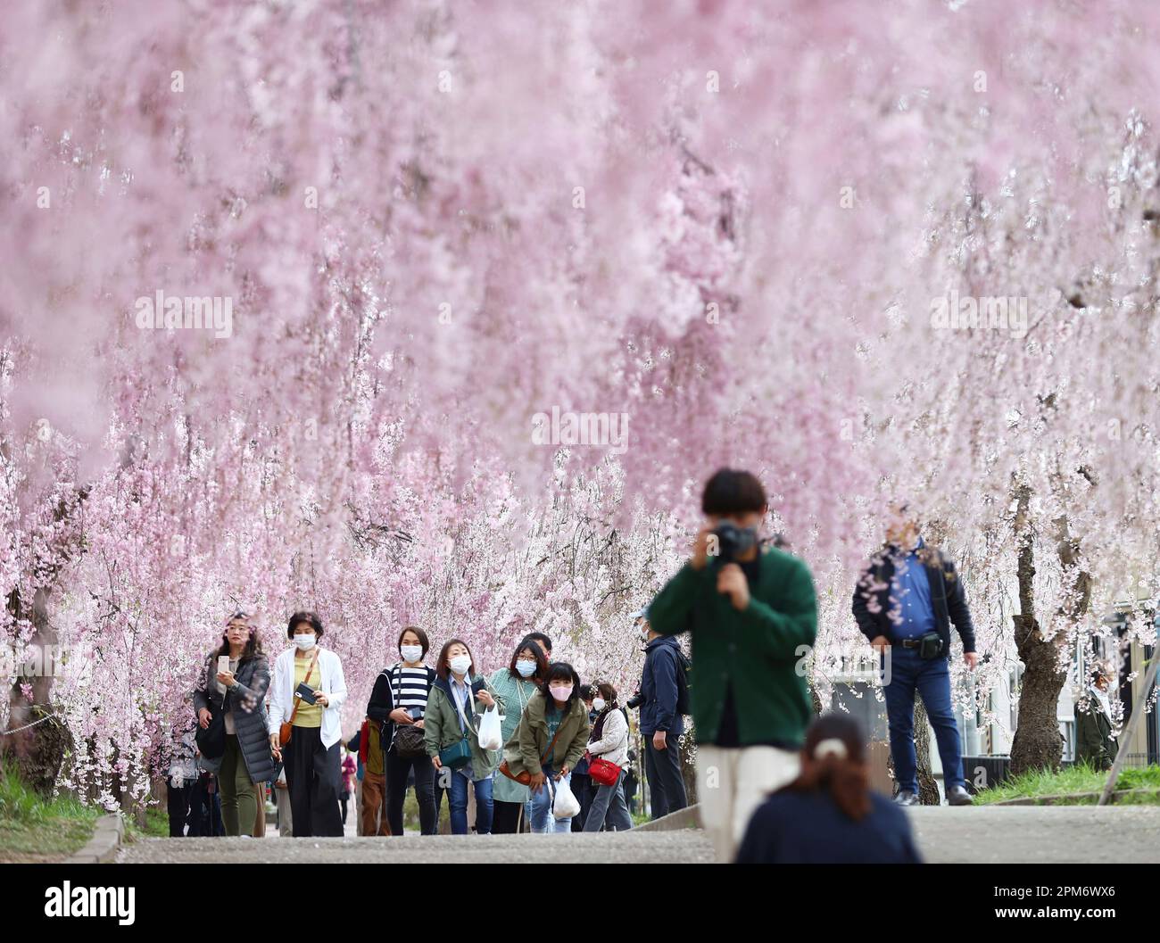 Weeping cherry trees are in full bloom in Kitakata City, Fukushima ...