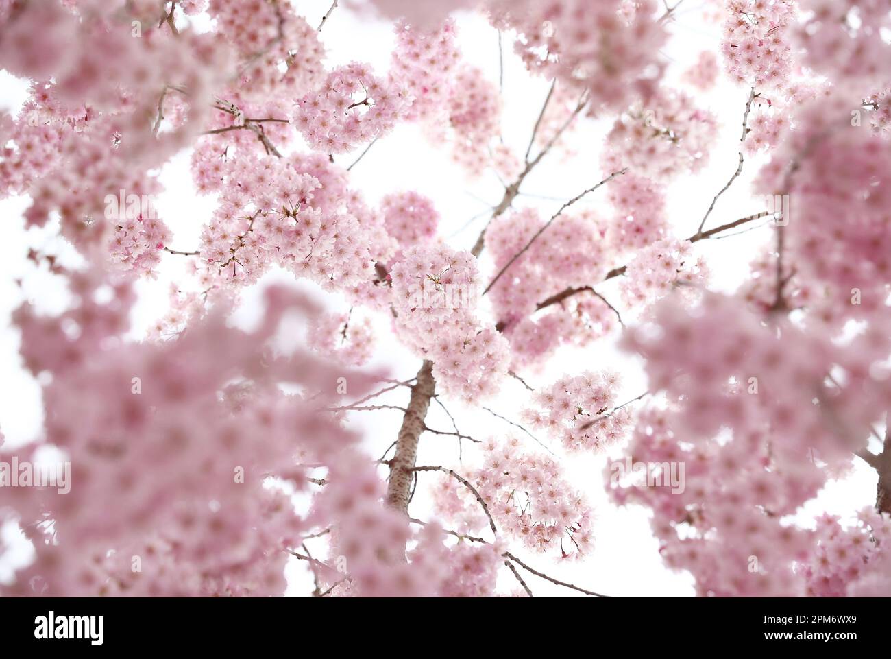 Weeping cherry trees are in full bloom in Kitakata City, Fukushima ...