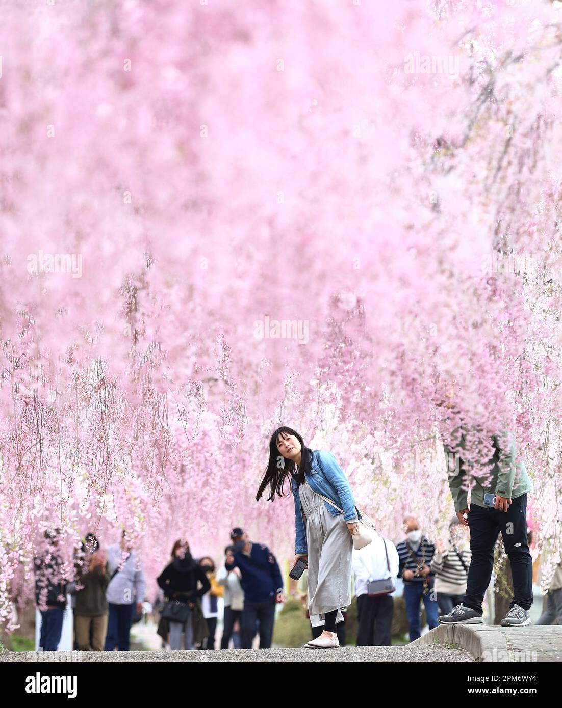 Weeping cherry trees are in full bloom in Kitakata City, Fukushima ...