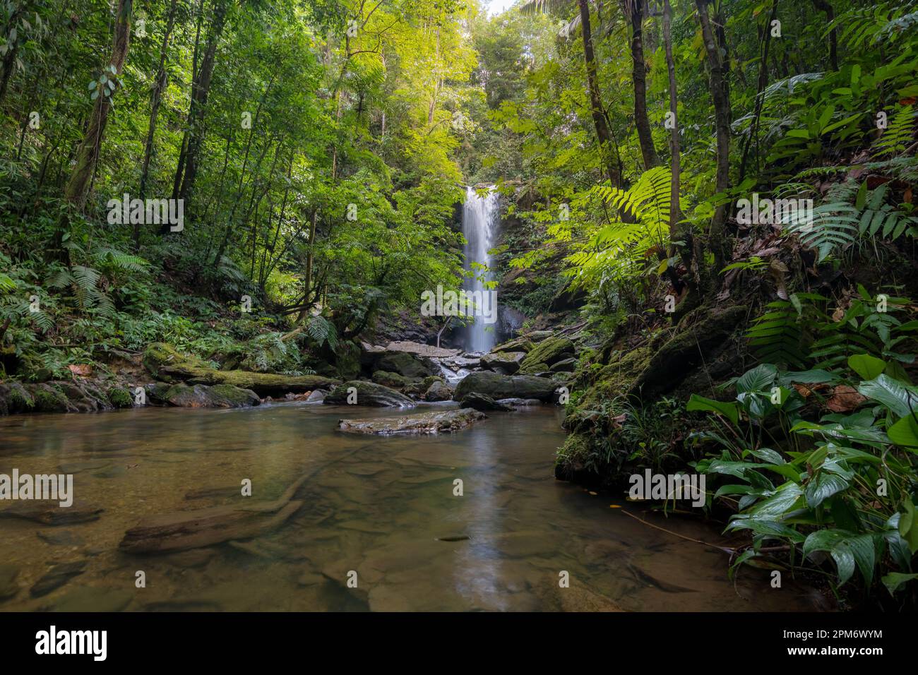 Avocat Waterfall, Trinidad and Tobago Stock Photo - Alamy