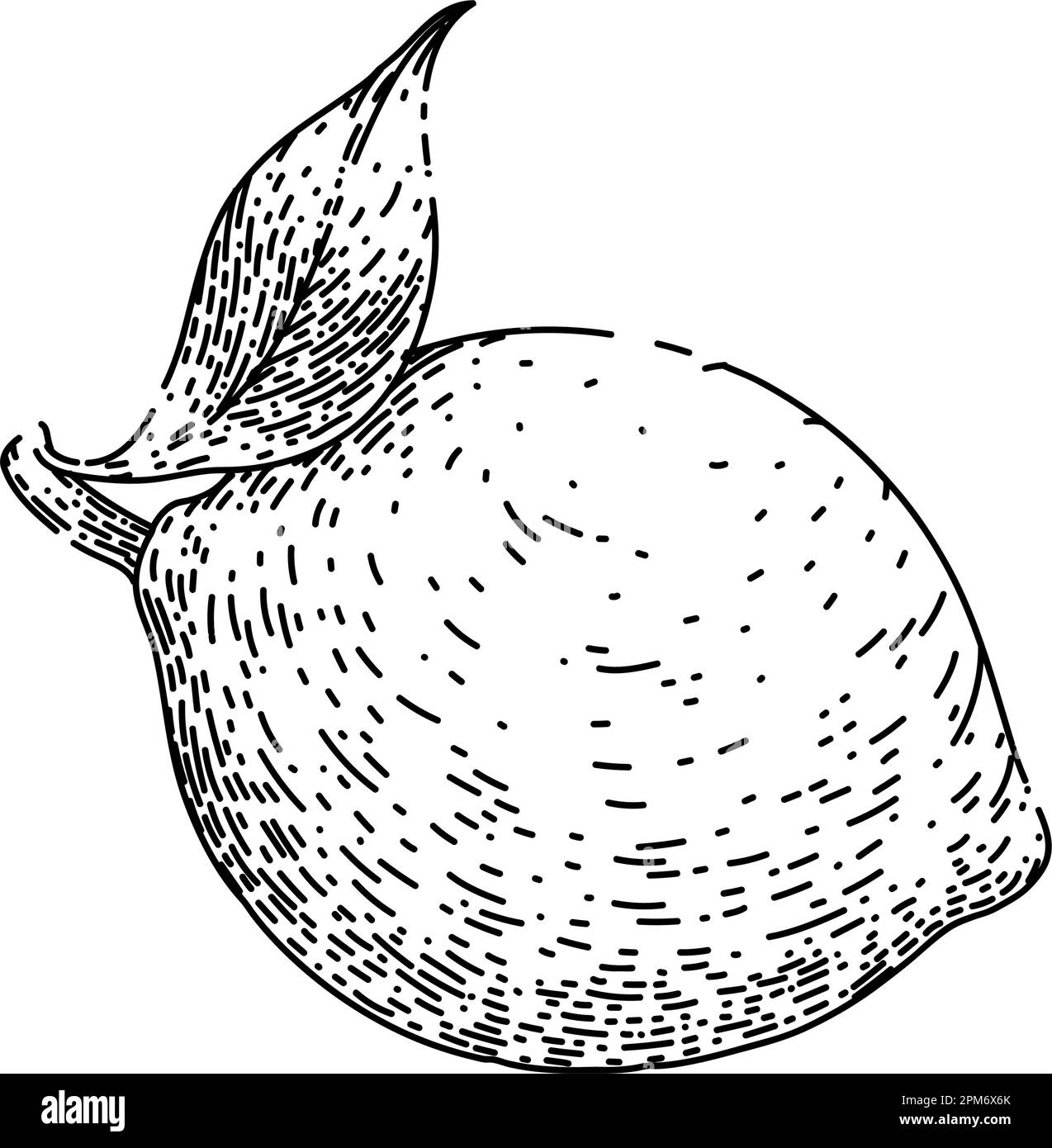 lime green fruit sketch hand drawn vector Stock Vector Image & Art - Alamy