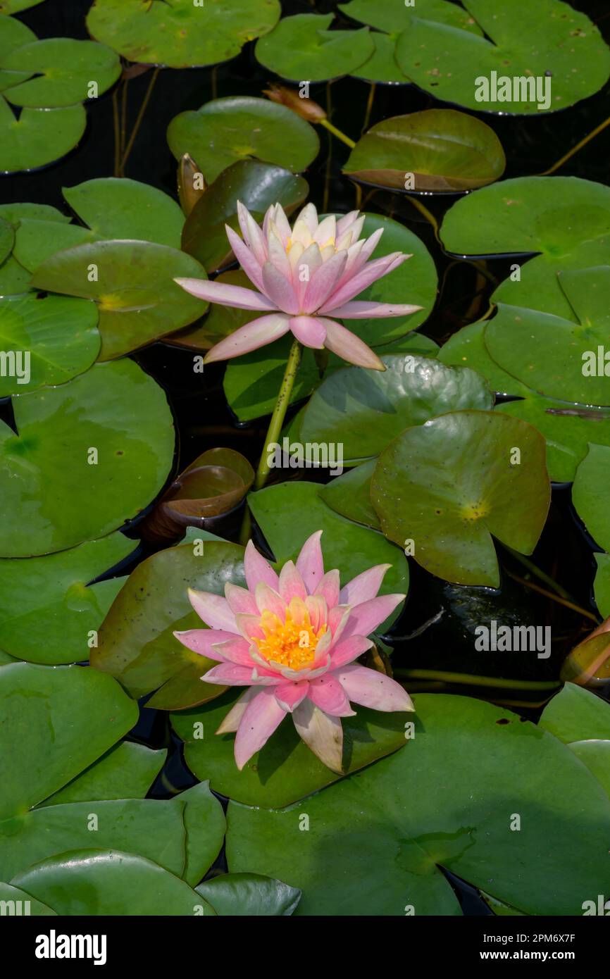 HONG KONG SAR,CHINA. APRIL 11th, 2023. Tsz Shan Monastery. The Joyful ...