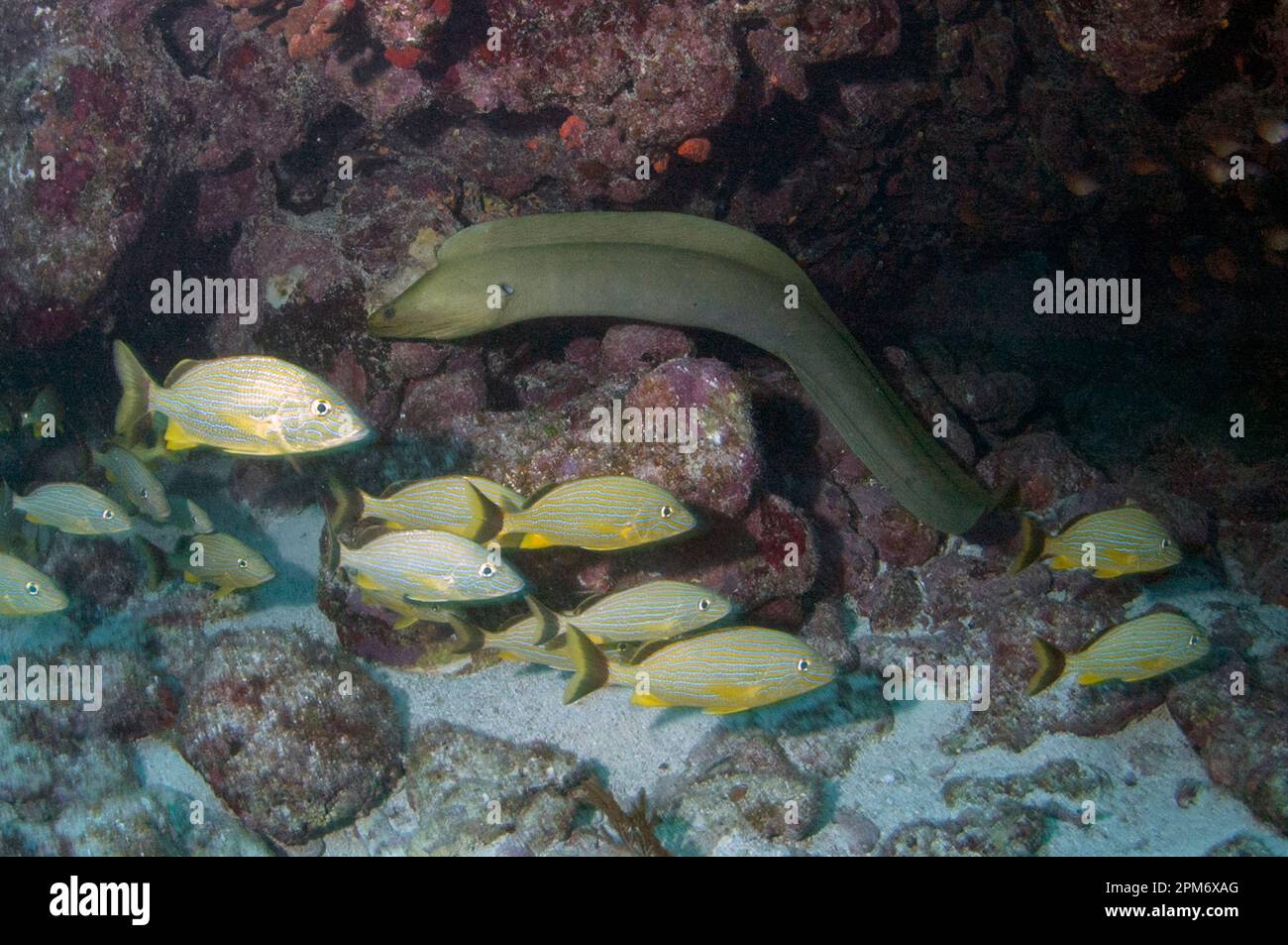 Green Moray, Gymnothorax funebris, with school of Bluestriped Grunts ...