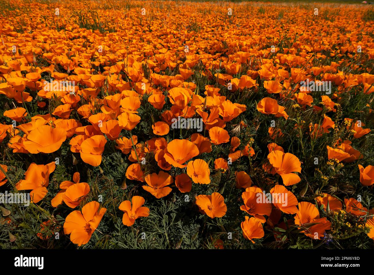 Lancaster, USA. 11th Apr, 2023. A super bloom of California golden ...