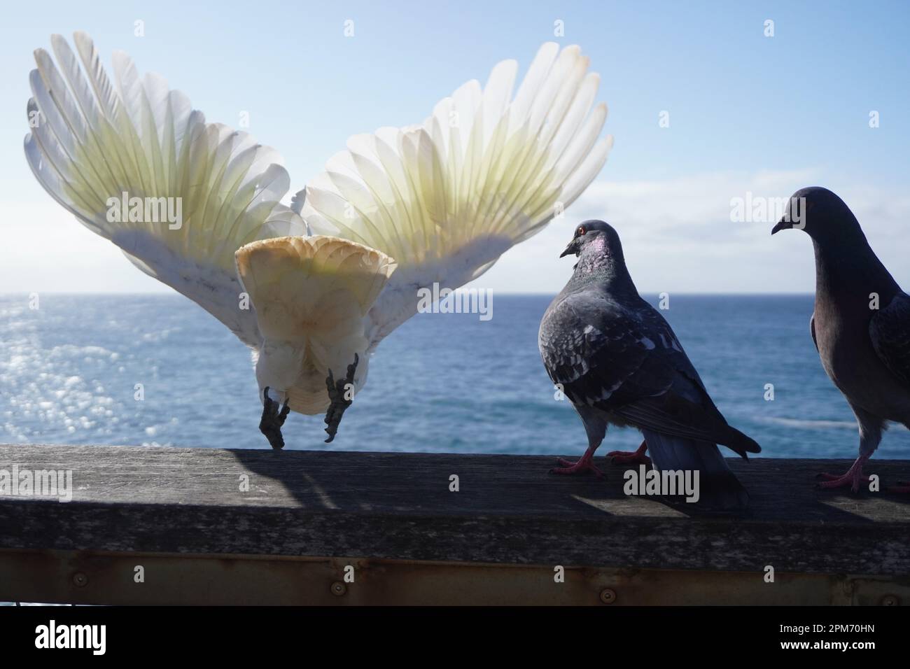 Escape attention hi-res stock photography and images - Alamy