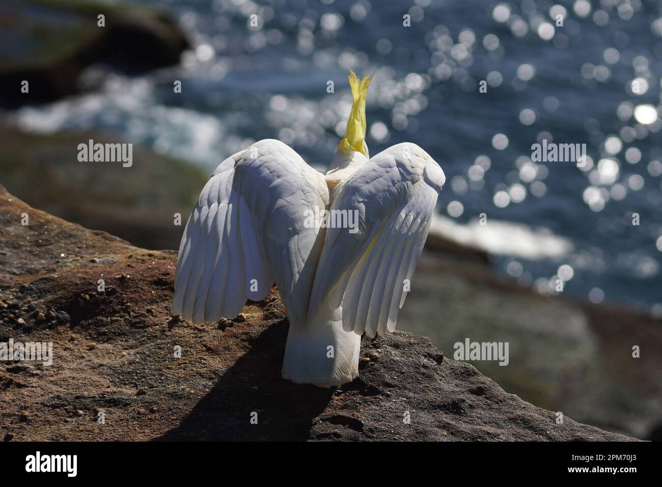 Back View of a Cockatoo with Half Spread Wings perched on the Edge of ...