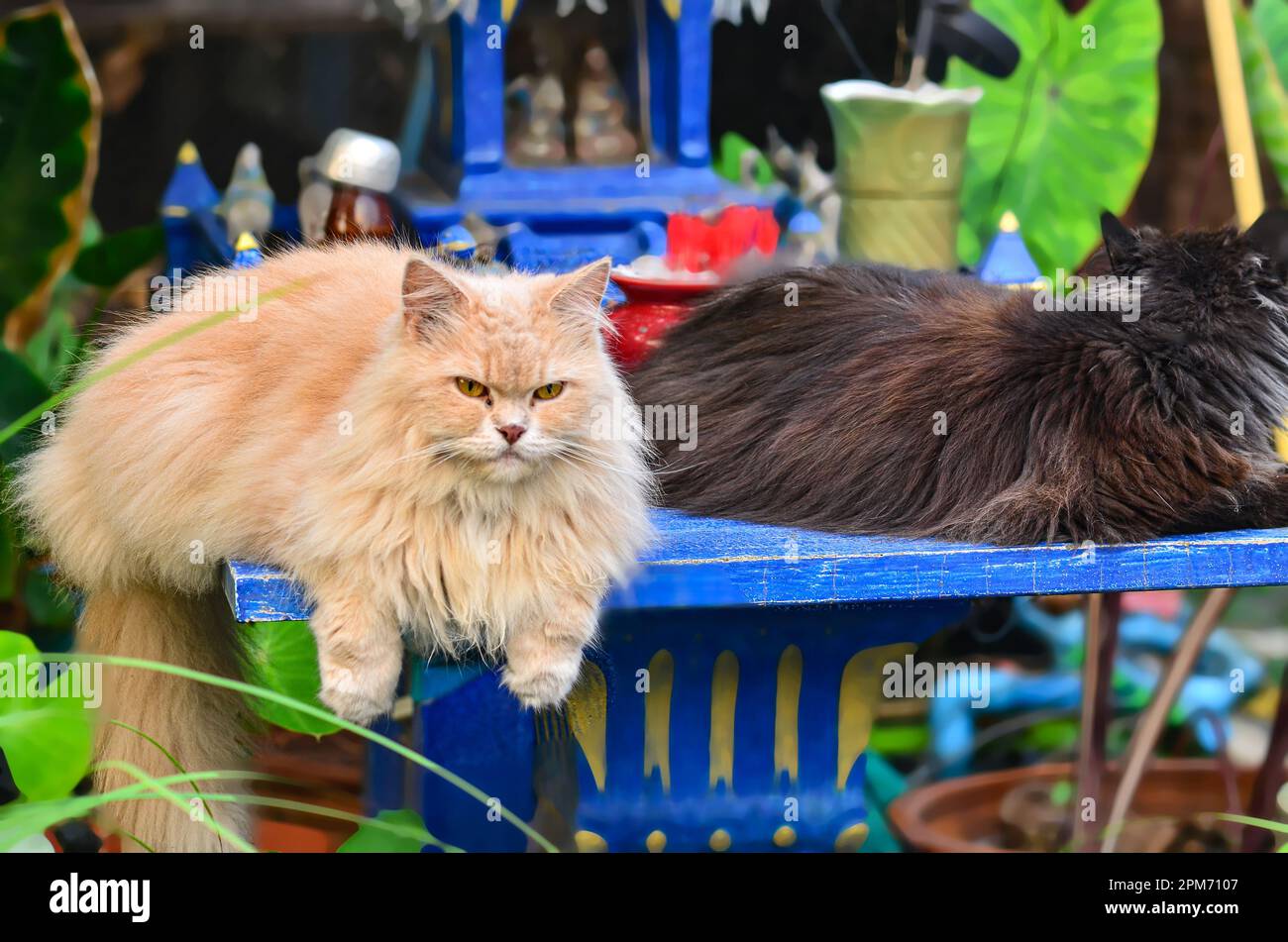 Golden persian cat hi-res stock photography and images - Alamy