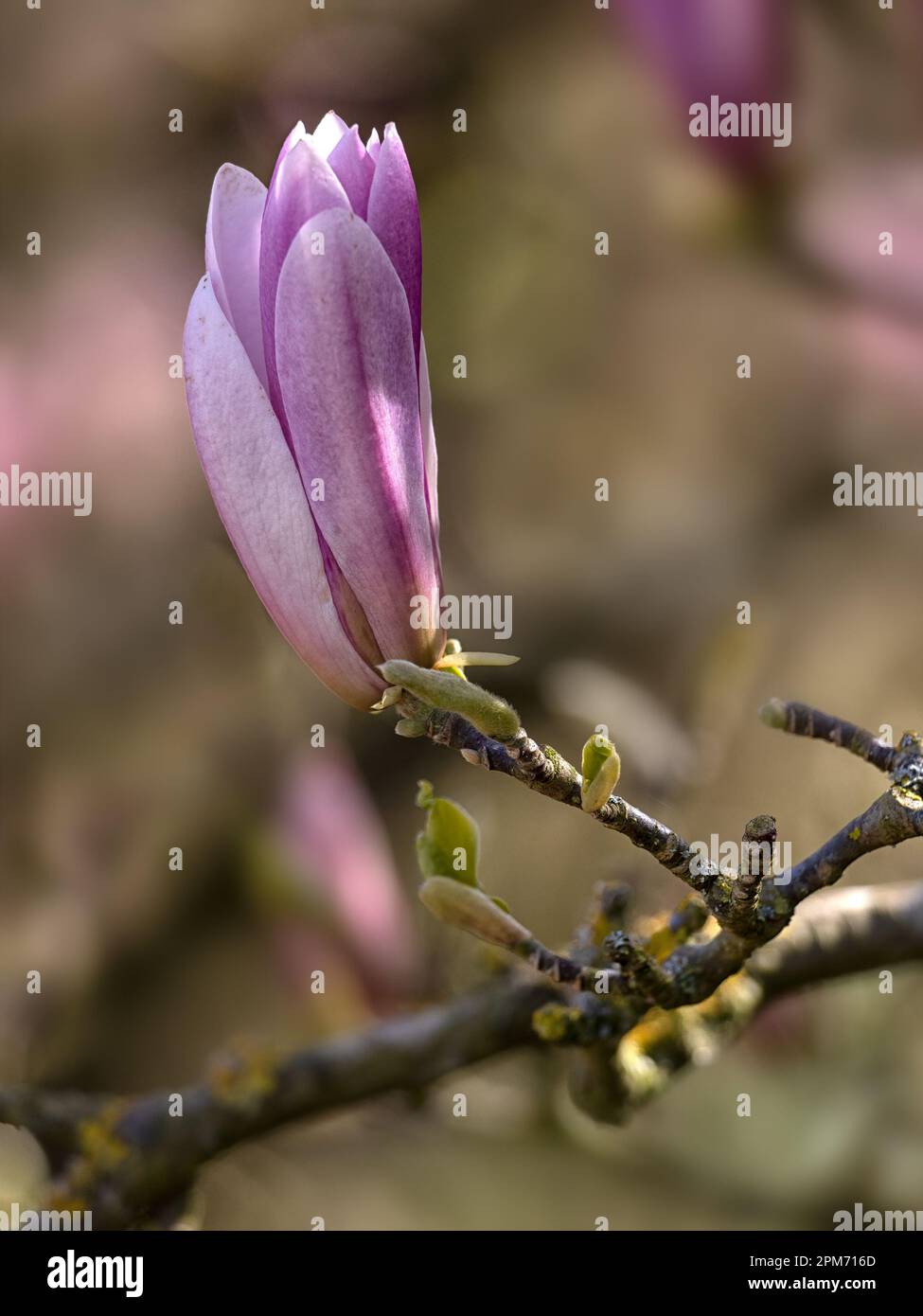 Closeup of flowers of Magnolia 'Judy' in a garden in Spring Stock Photo ...