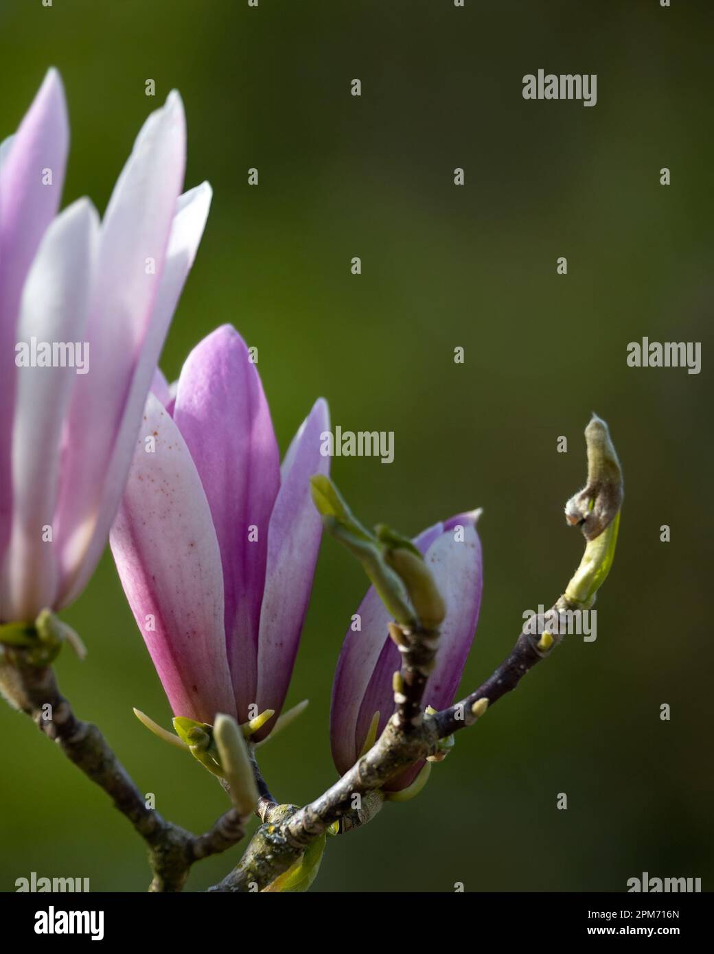 Flowers of Magnolia 'Judy' in a garden in Spring Stock Photo - Alamy