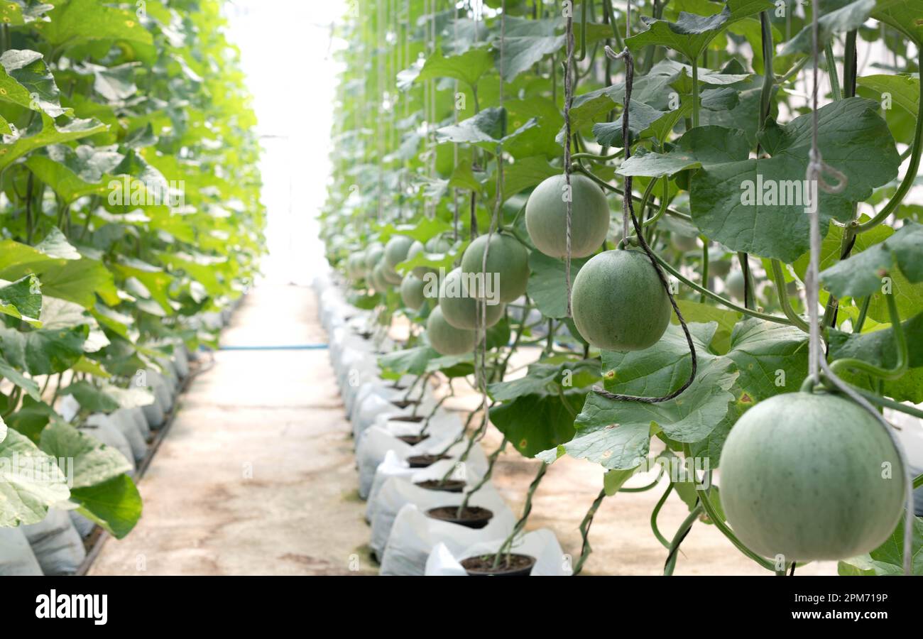 Growing Melons On A Farm Young Sprout Of Japanese Melons Or Green