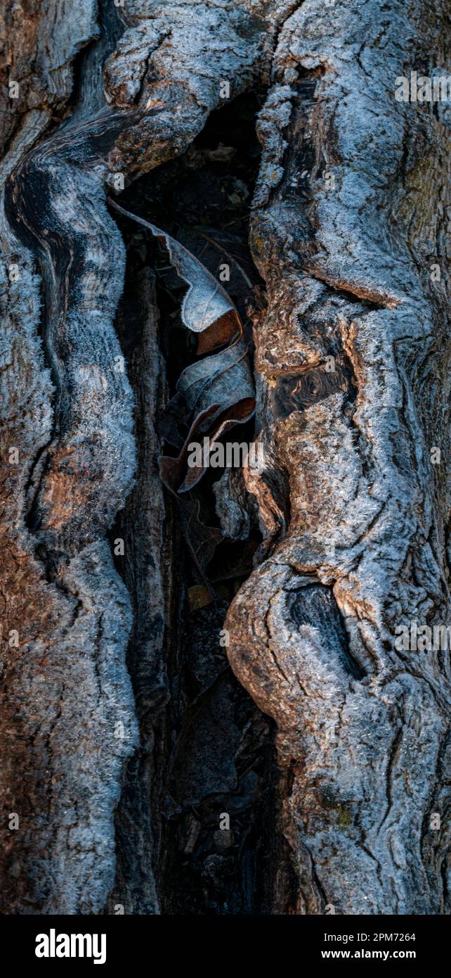 An oak leaf is nestled in the the decaying opening of a downed tree ...